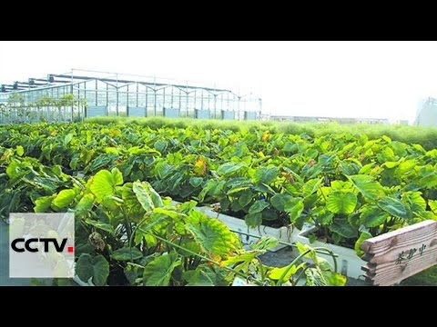 Sky-high farms: China rooftop agriculture growing in popularity - YouTube
