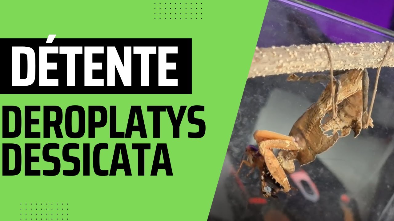 Détente : Nourrissage Deroplatys Dessicata ! - YouTube