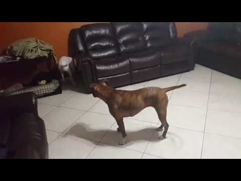 The Best Dogs Chesper 2016 ladrando