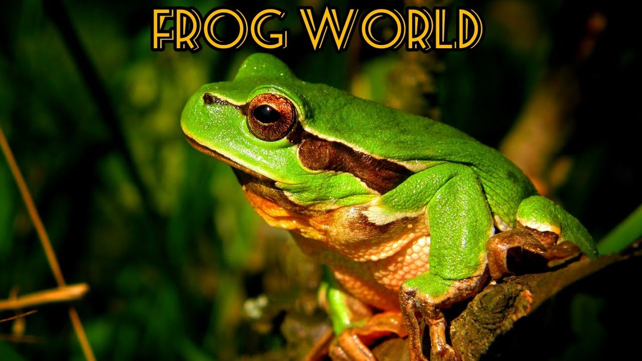 Amazing frogs world -wild nature @4k nature #4k #nature #frog - YouTube