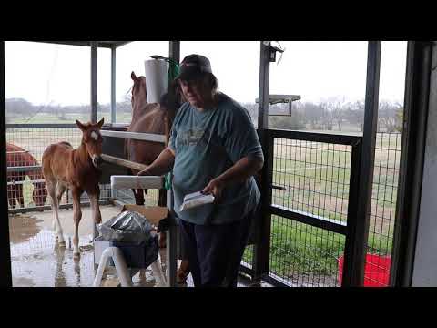 Mare Series: 5 Breeding With Cooled Semen