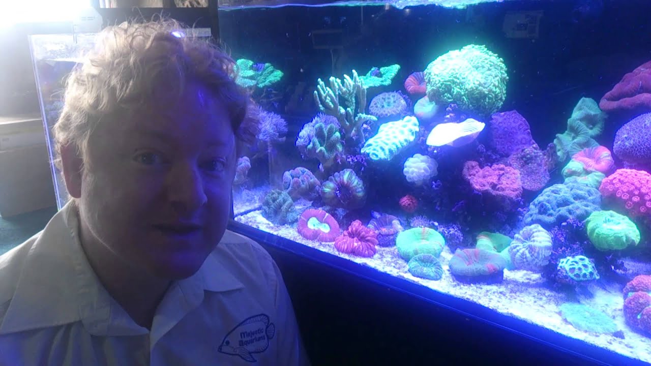 3 Easy corals to keep! - YouTube