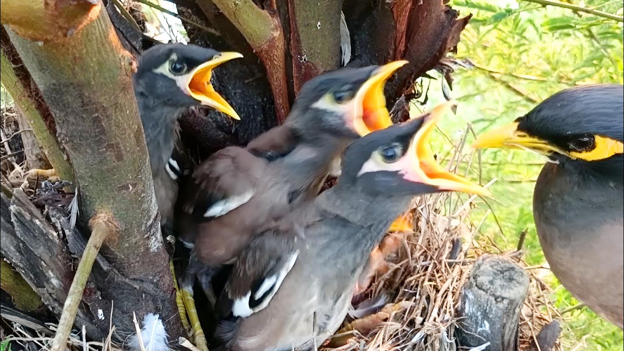 Myna feeding hungry babies @animalswithbirds - YouTube