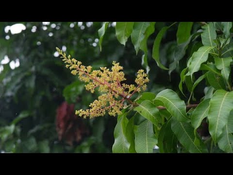 Dwarf Alphonso Mango Flowering Season | ProAgriculture - YouTube