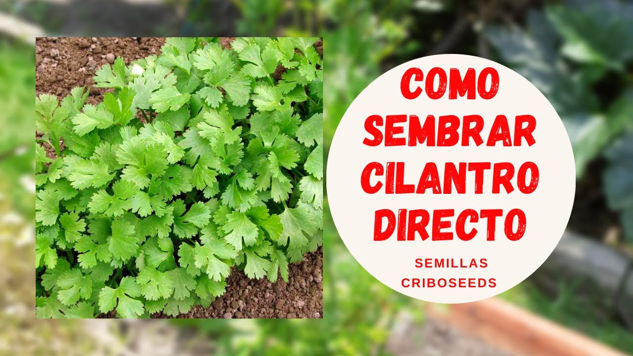 Cómo sembrar Cilantro en el huerto, super fácil - YouTube