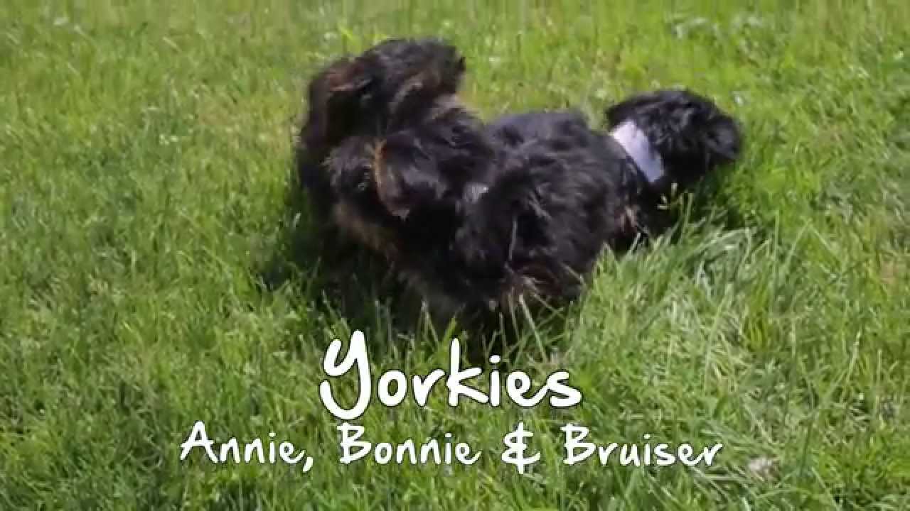 Puppies for Sale - ANNIE / BONNIE / BRUISER - Yorkies - YouTube