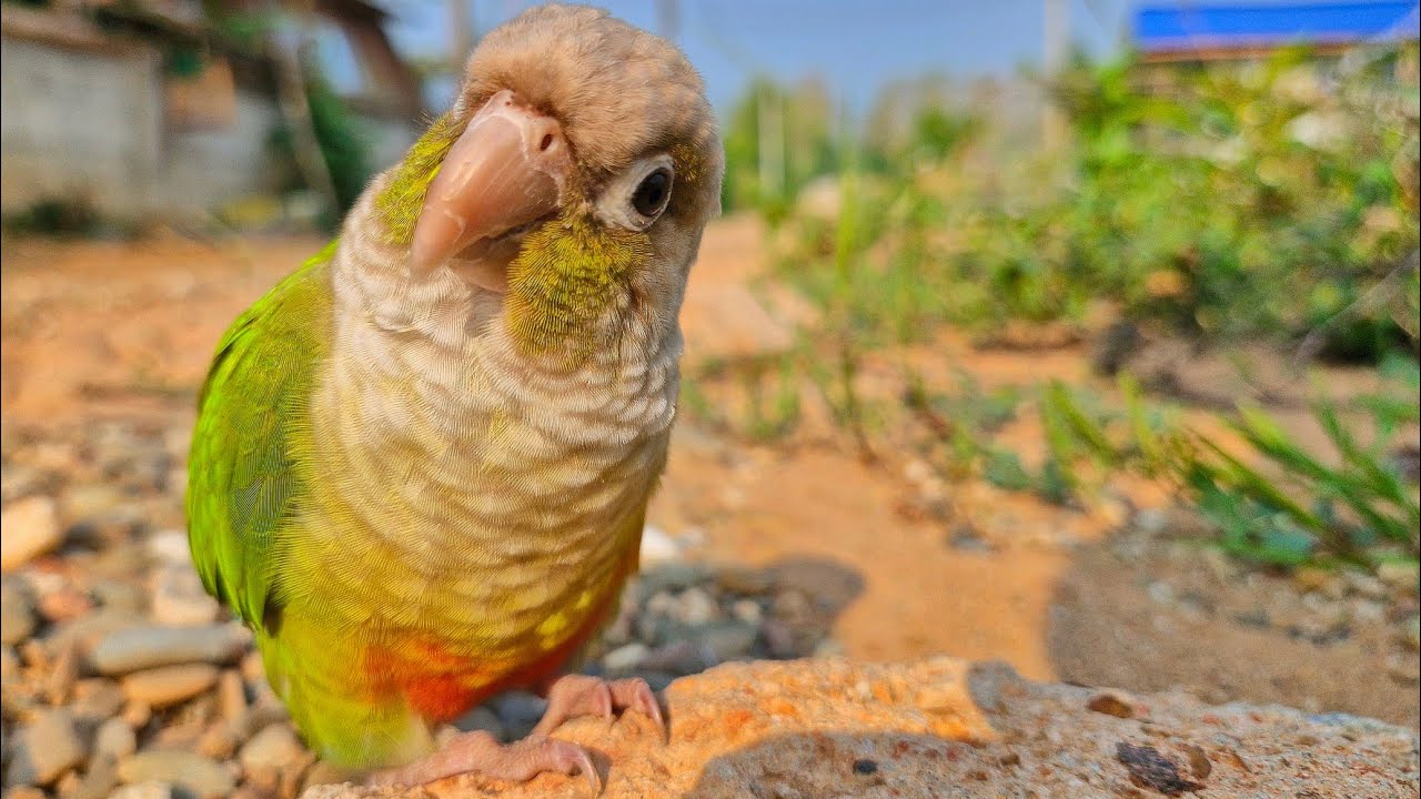 Cute bird sounds : green cheek conure go for a walk outside. - YouTube