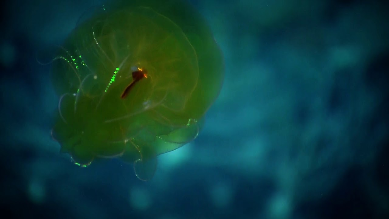 Neon Green Ctenophore Shimmers in ROV Lights | Nautilus Live - YouTube