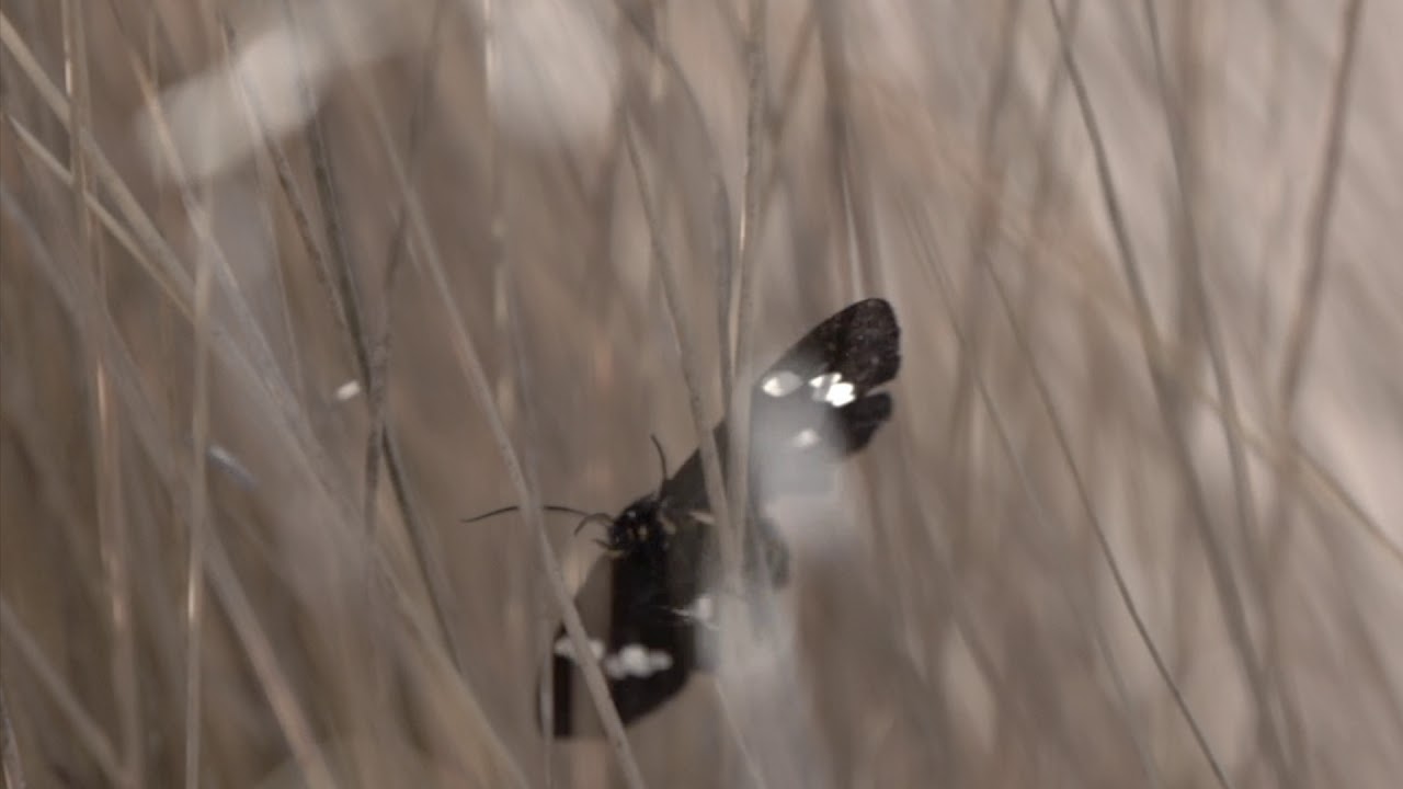 The Dancing Moth. σκώρος, noktpapilio, 蛾. What could it symbolise ...