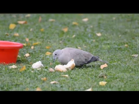 khumray ki awaz, khumray voice, khumry birds, khumray setup, episode😆 ...