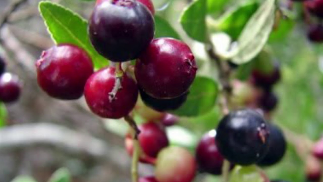 Mortiño (Vaccinium Meridionale) - YouTube