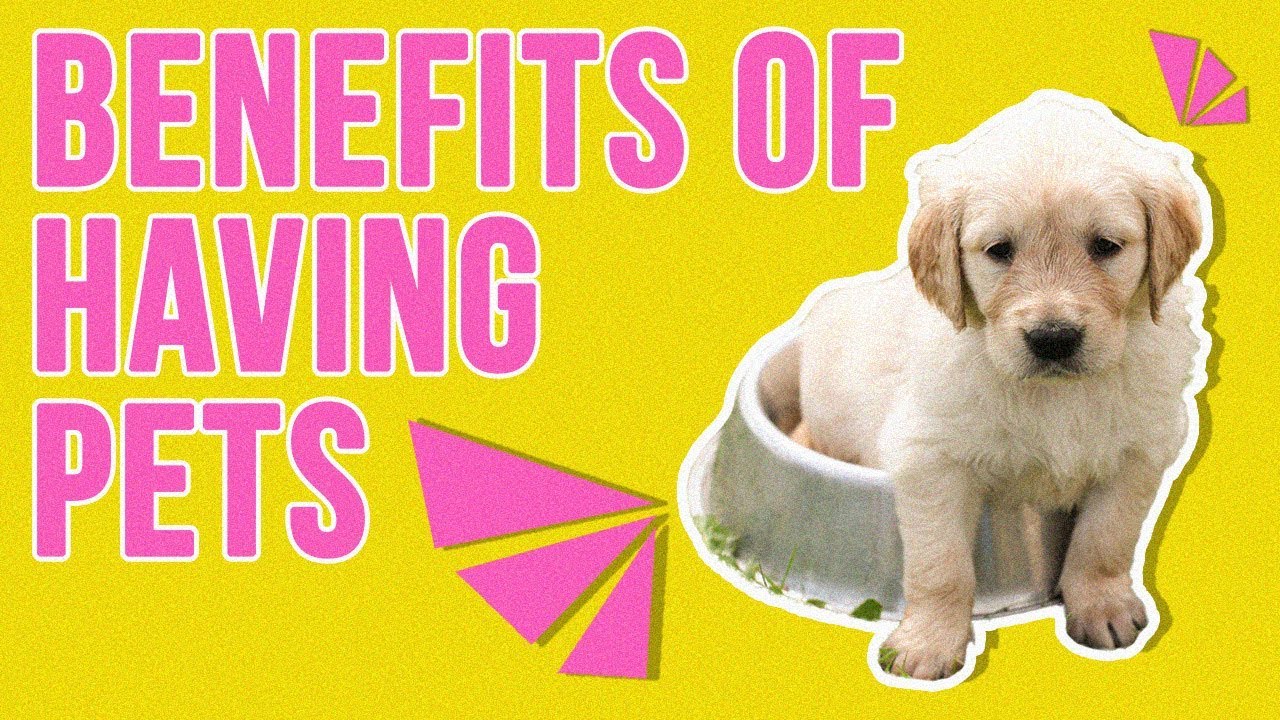 Mental Health Benefits of Having Pets - YouTube