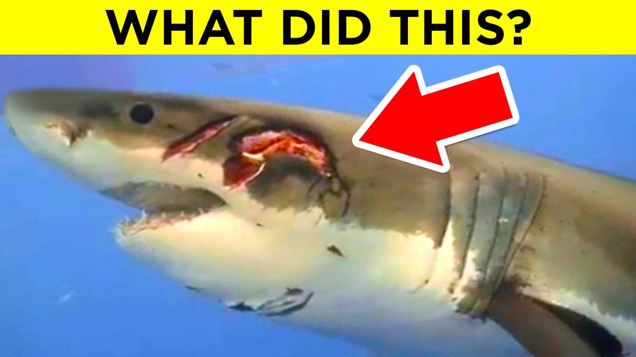 Animals Top Predators Fear The Most - YouTube