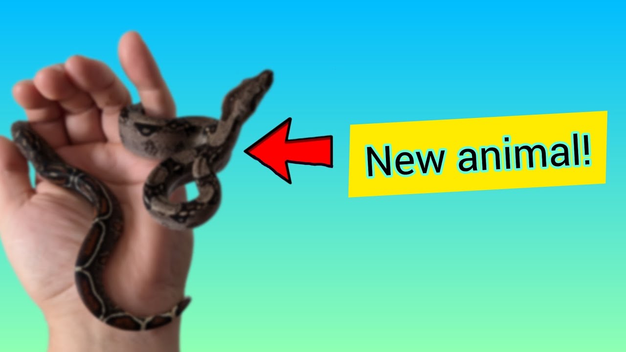 we get gifted an awesome new animal! - YouTube