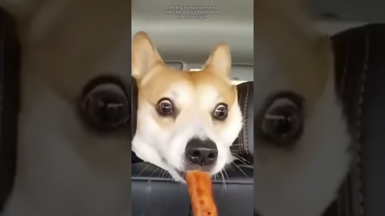 I love this doggo so much 👈 #shorts 🐶😂 - YouTube