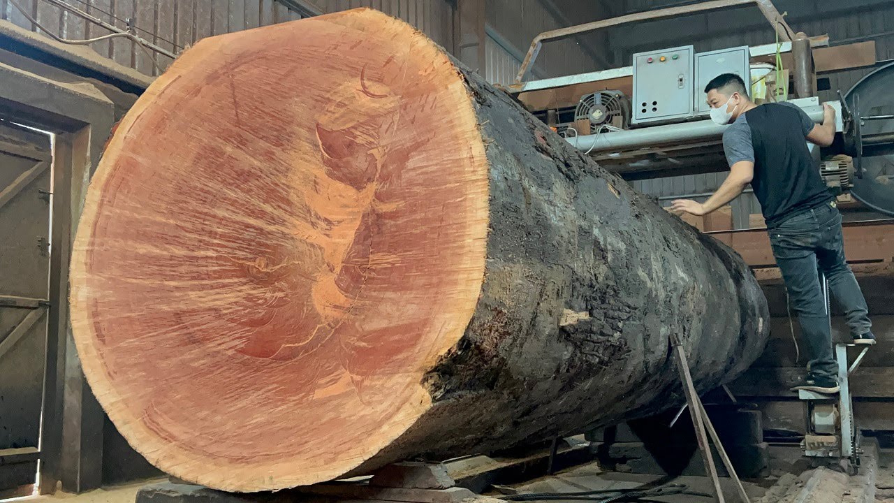 The Mystery inside Giant Trees After Exploitation in The Amazon Forest ...