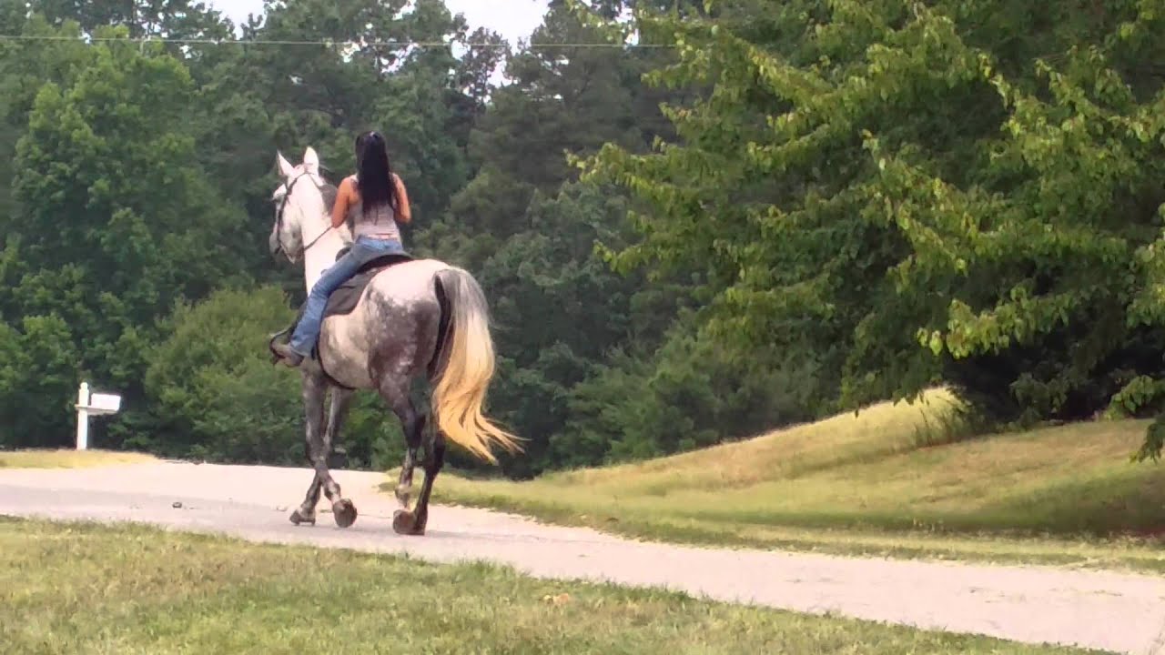 Aria gaiting 2 - YouTube