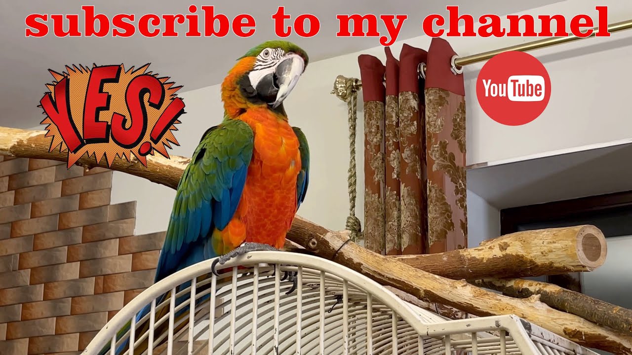 Charlie parrot teases dogs. - YouTube