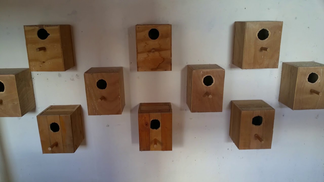 inséparable oiseaux .. Perruche voliere - YouTube