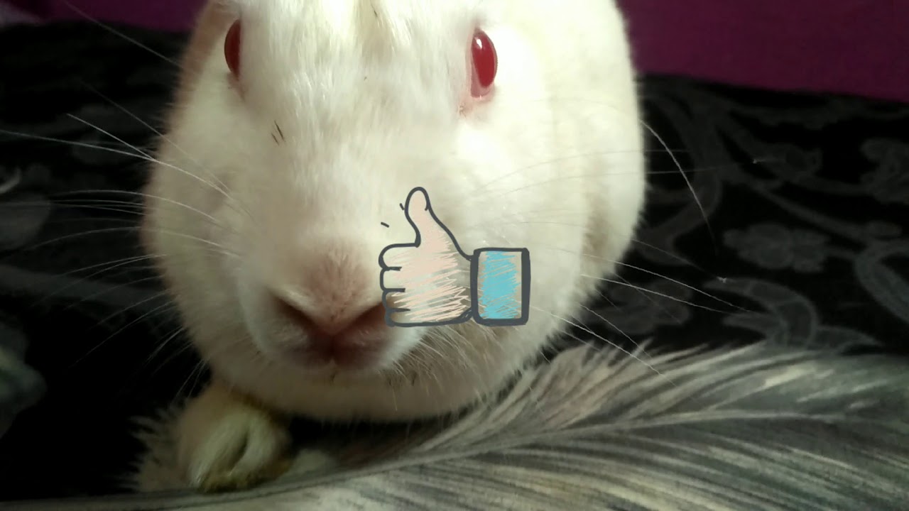 ||Talking rabbit|| 🐇🐇cute rabbit talking - YouTube