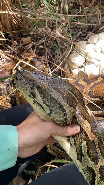 Giant 17-foot python found on a nest of 76 eggs in South Florida. These ...