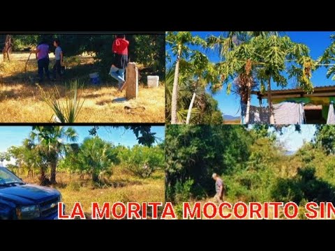 LA MORITA MOCORITO SINALOA. // CORTANDO LIMONES//.#ranchos - YouTube