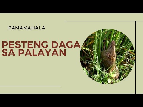 PAMAMAHALA SA PESTENG DAGA SA PALAYAN - YouTube