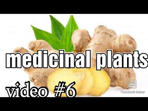 local medicinal plants and their uses video #6. - YouTube