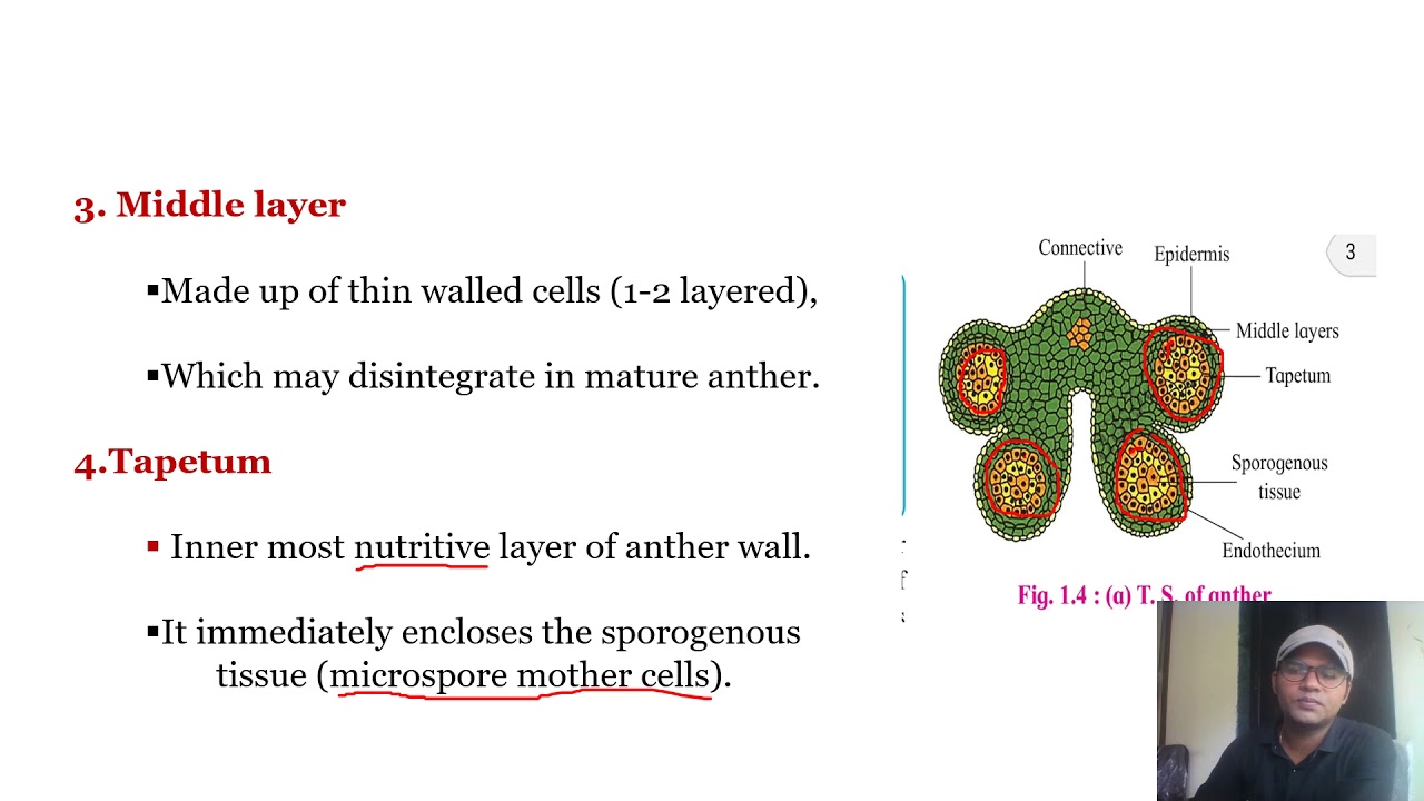 Reproduction In Lower And Higher Plants- Part 2 - YouTube