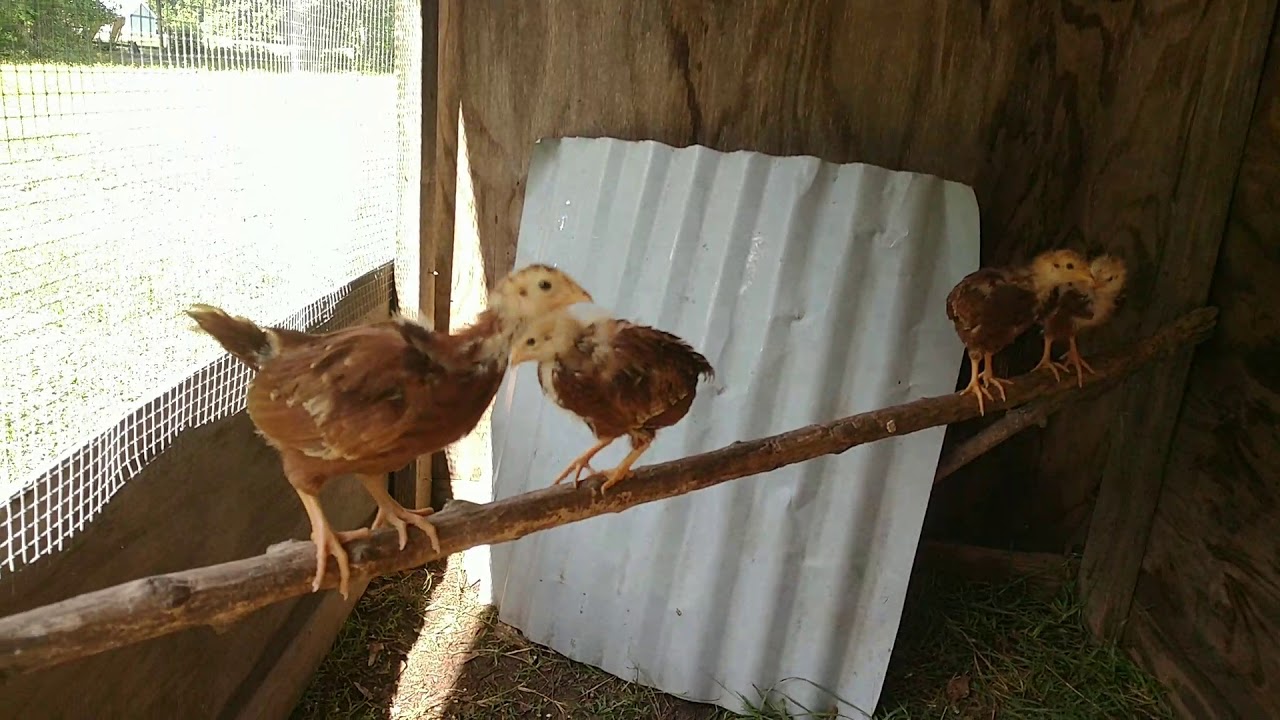 5 week old Rhode Island Red chicks - YouTube