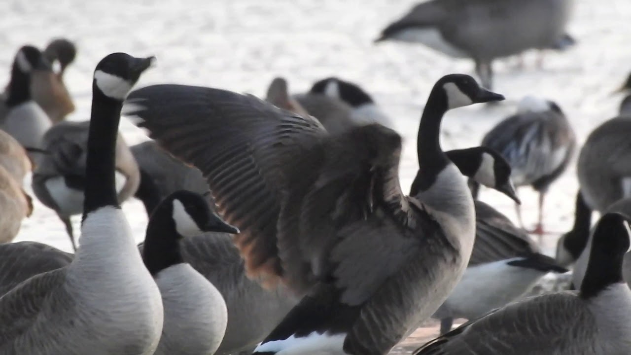 Geese Gathering - YouTube