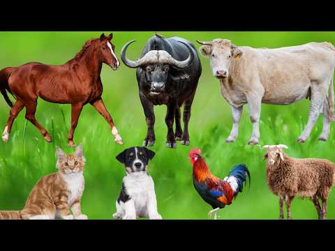 Cute Animal Sounds: Chicken, Cat, Pig, Cow, Dog, Horse, Duck, Sheep, Goat, Deer – Beautiful Animals
