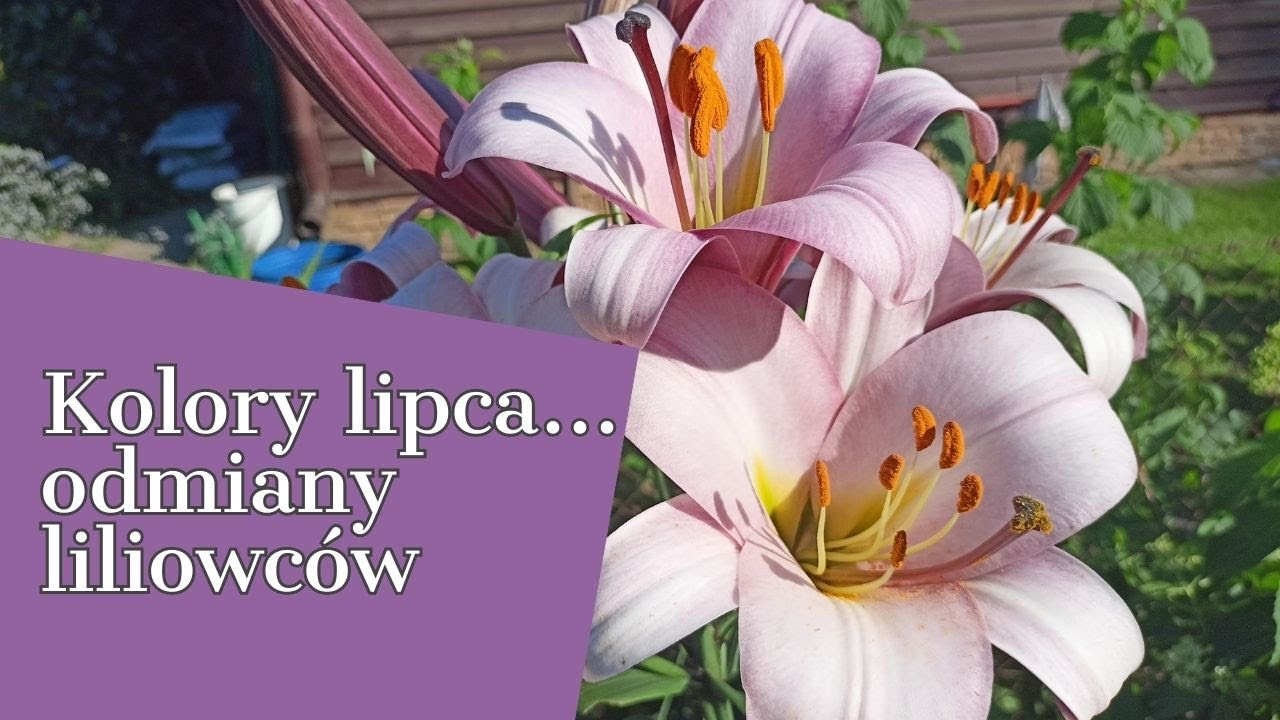 KOLORY LIPCA 🟠🟡🟢 KWITNĄ LILIOWCE, LILIE I RÓŻE - YouTube