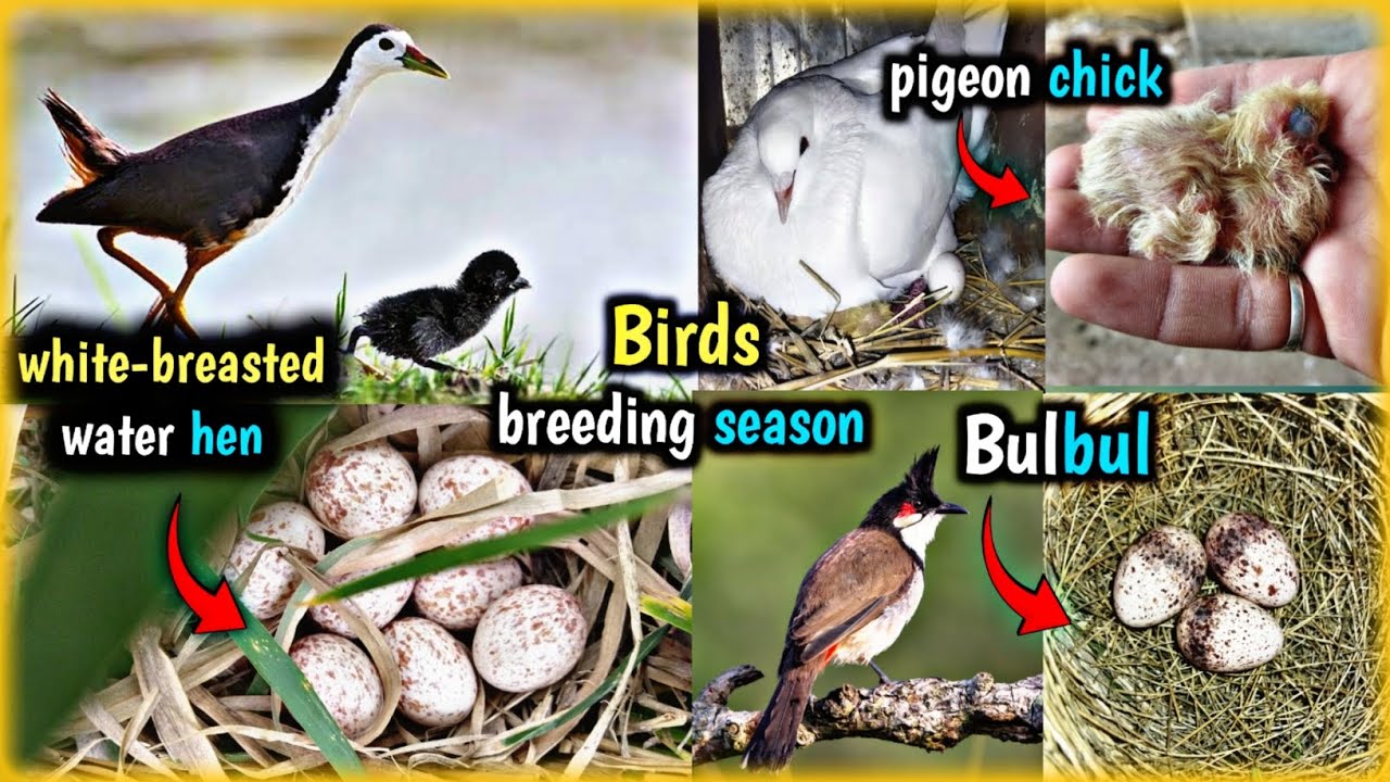 All wild birds nesting and breeding season progress 🦜/ Munno Bhai Vlog ...