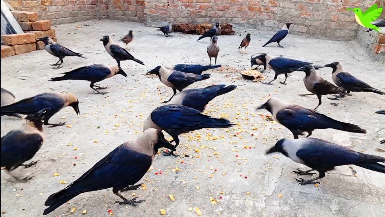 These Crows are not only Cute but funny and entertaining too!!! - YouTube