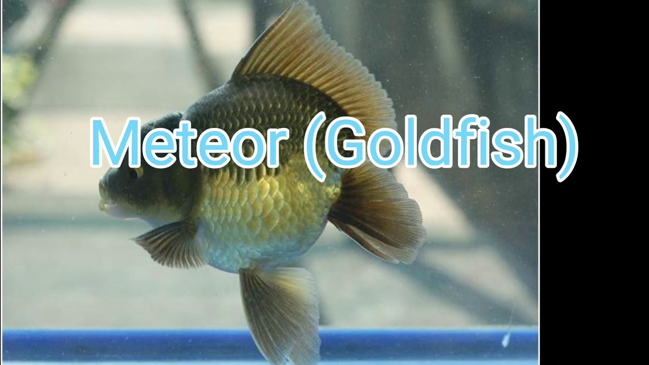 Meteor (Goldfish) - YouTube