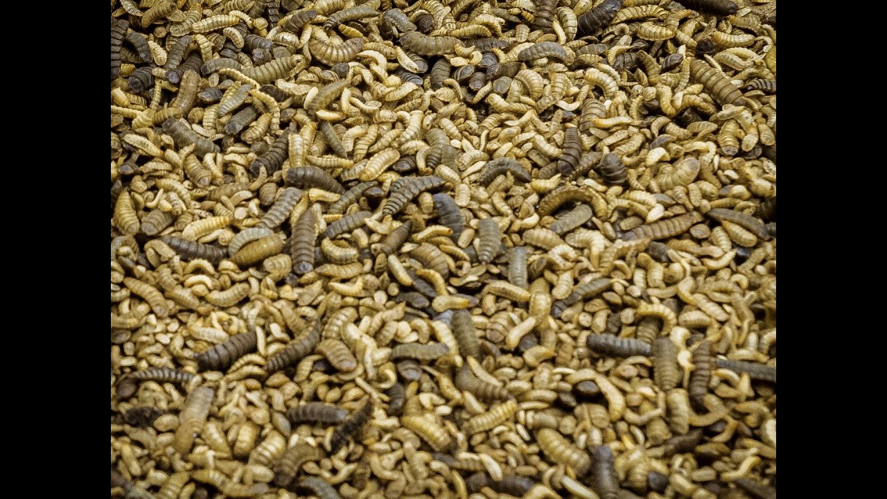 WWF X Chanzi - YouTube