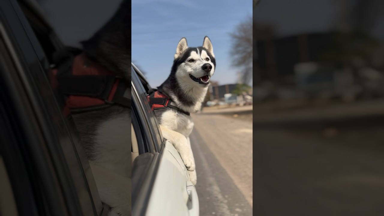 Sunday Drive😍 #husky #shorts #sunday - YouTube