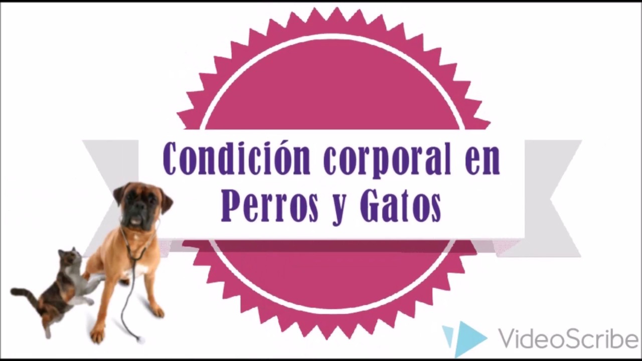 Condición Corporal Perros y Gatos - YouTube