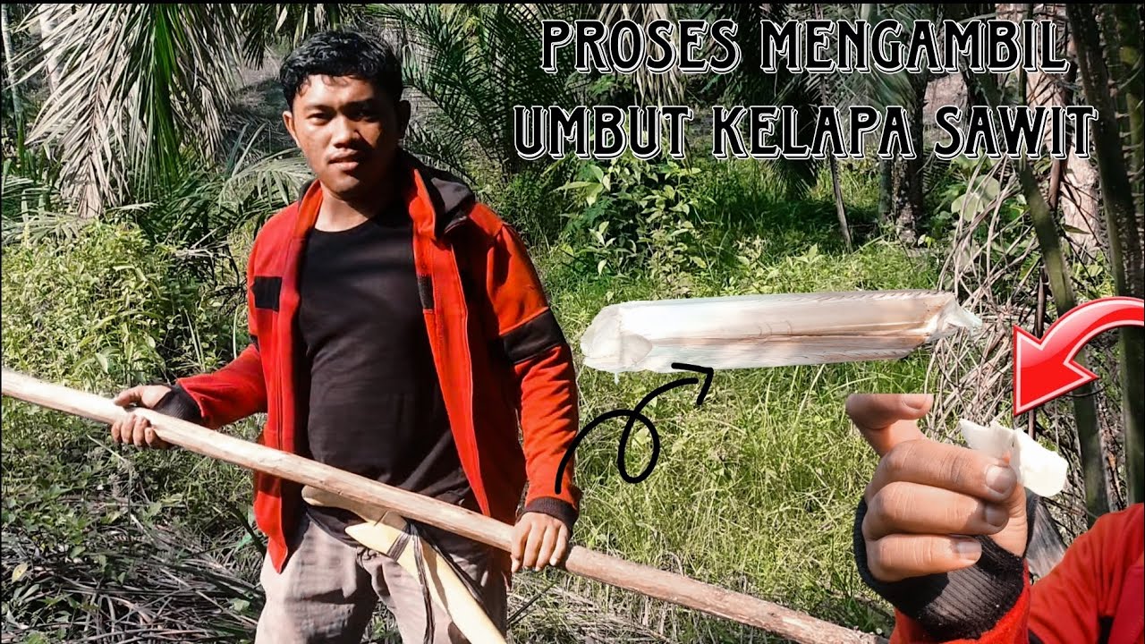proses mengambil umbut kelapa sawit|part 1 - YouTube