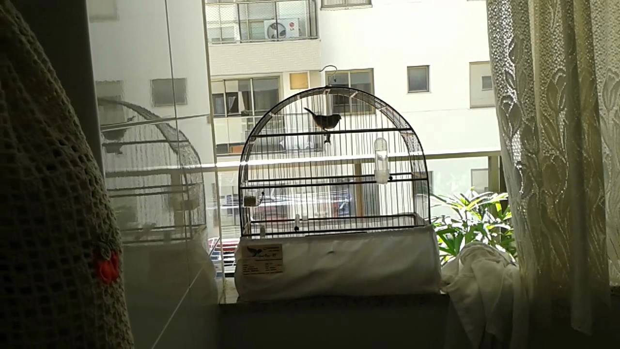 Curio Praia Grande Classico - YouTube