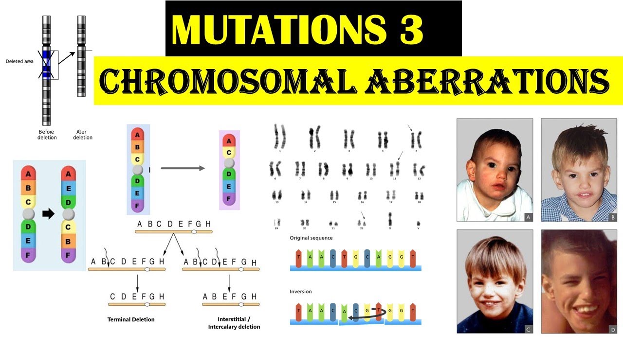 Mutations part 3 | Chromosomal Aberrations | Deletion | Inversion | Dr ...