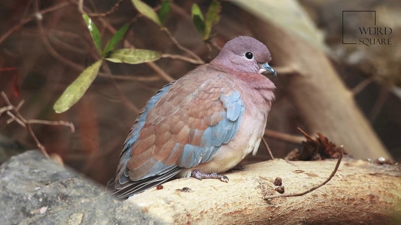 Interesting facts about laughing dove by weird square - YouTube