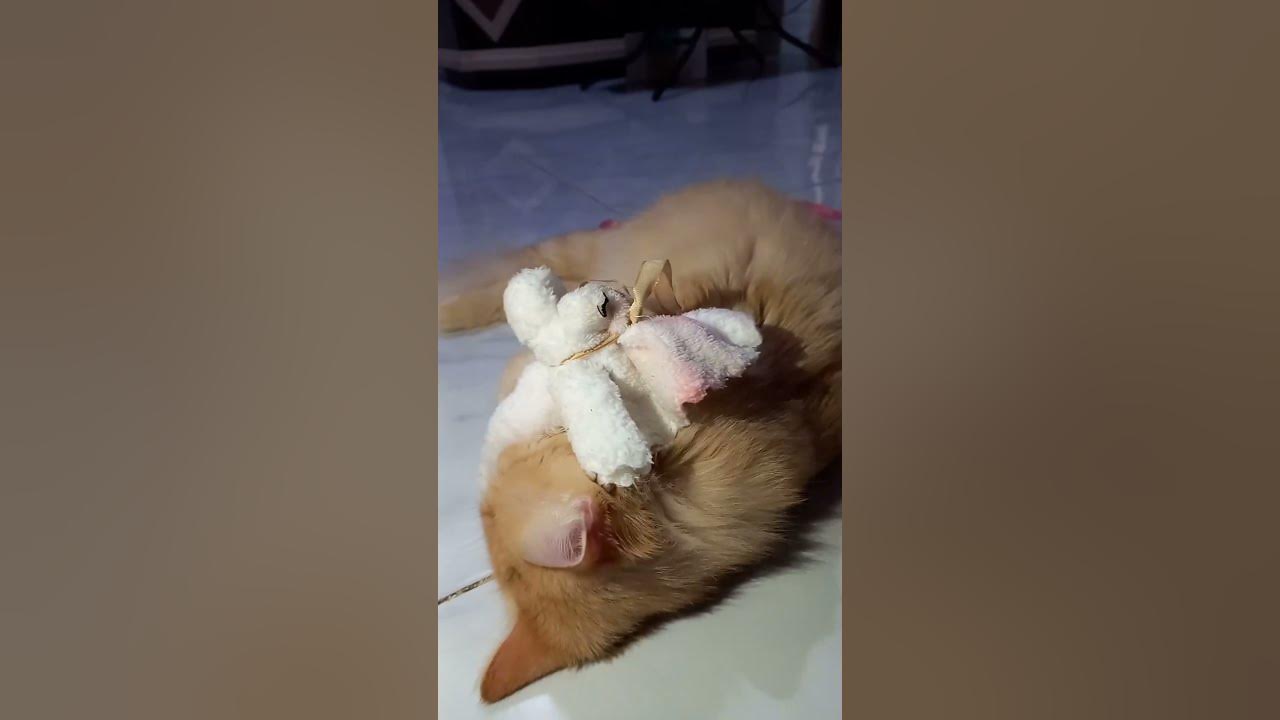 Our Happy cat, catnip after effect #cat #catlover #catnip #catshorts #catnipcraze #catvideos ...