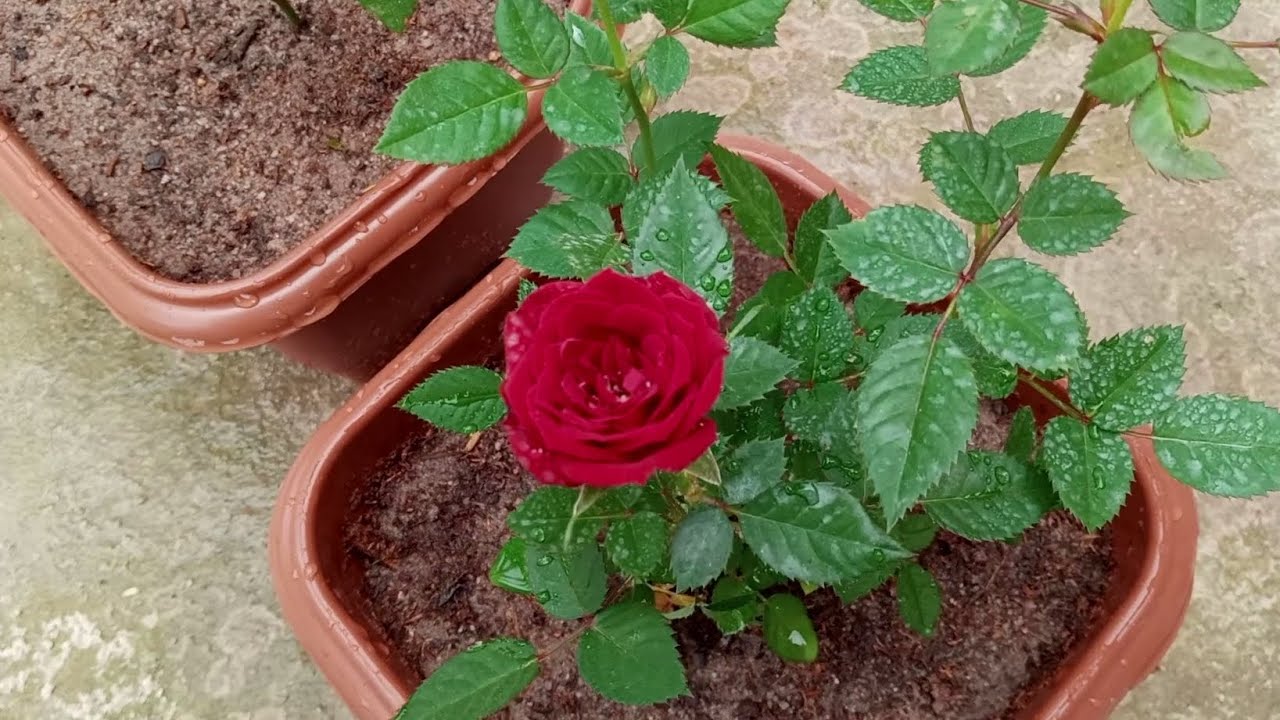 How to Plant Rose in a Pot | Best Way to Plant Roses - YouTube
