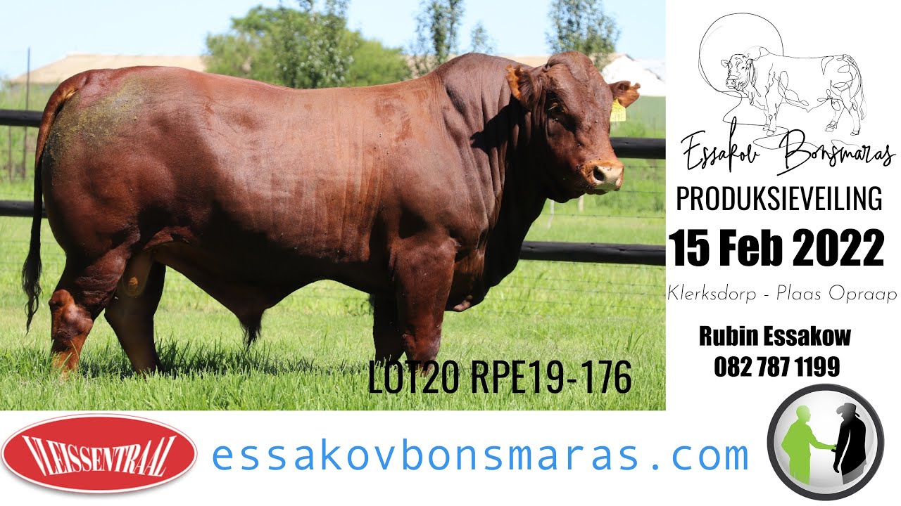 Essakov Bonsmaras PS2022 lot 20 - YouTube