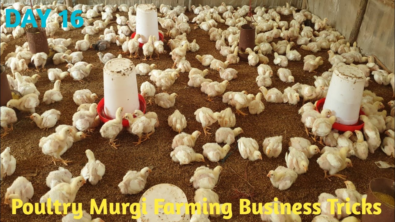 Poultry Farming Business Ideas l How To Start Poultry Farming Business ...