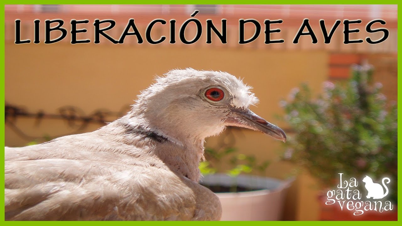 CÓMO LIBERAR UN AVE RECOGIDA DE LA CALLE ENFERMA O CUANDO ERA UN POLLO ...