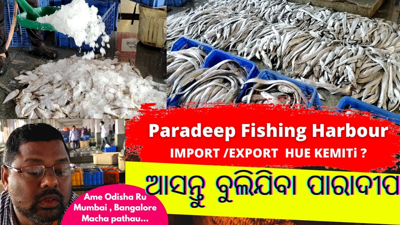 Paradeep fish market 🐟 😍 Paradeep port | paradeep fishing harbour ...