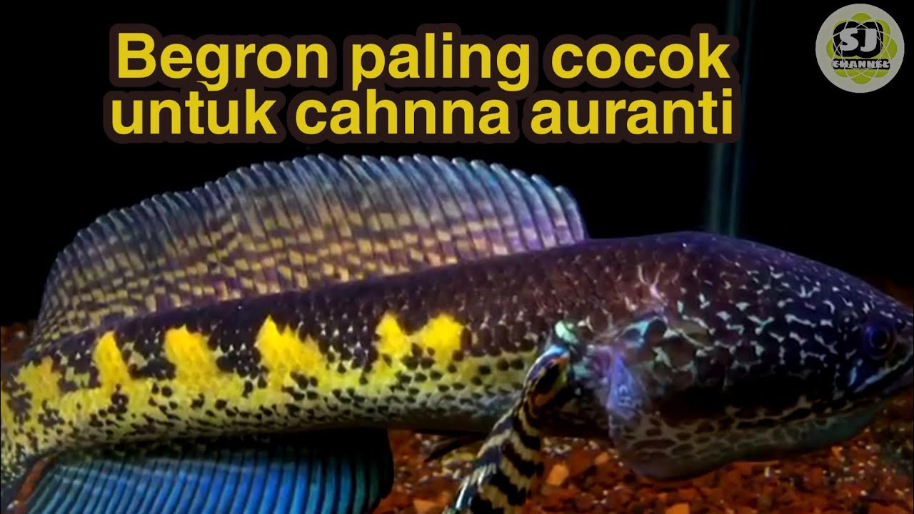 BEGRON YANG PALING COCOK UNTUK CHANNA AURANTI - YouTube